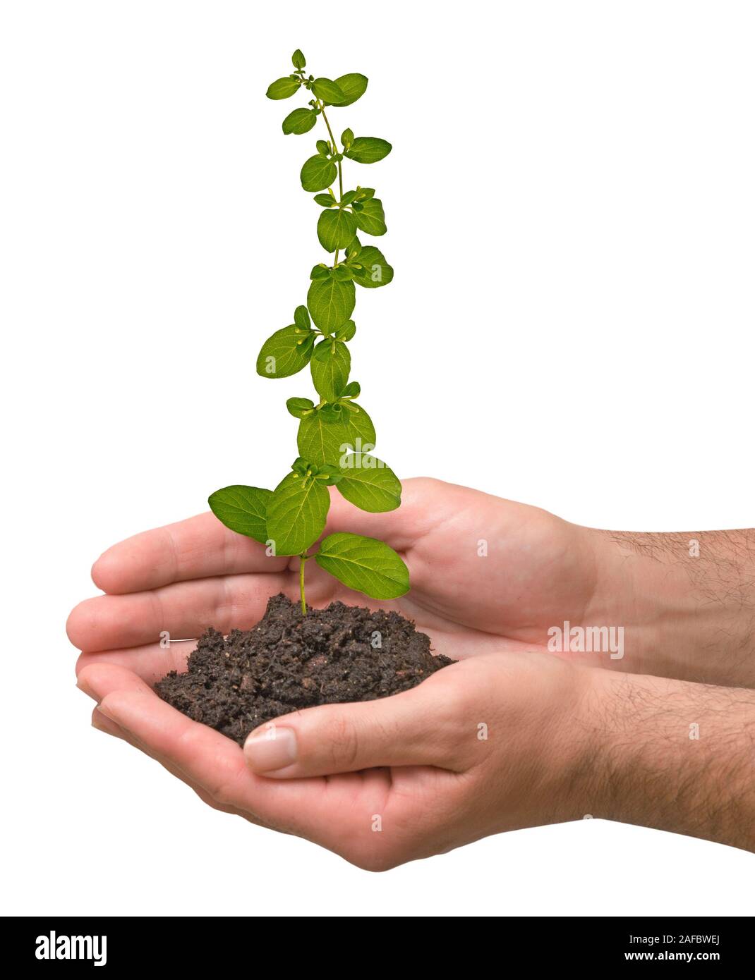 plant in hand Stock Photo - Alamy