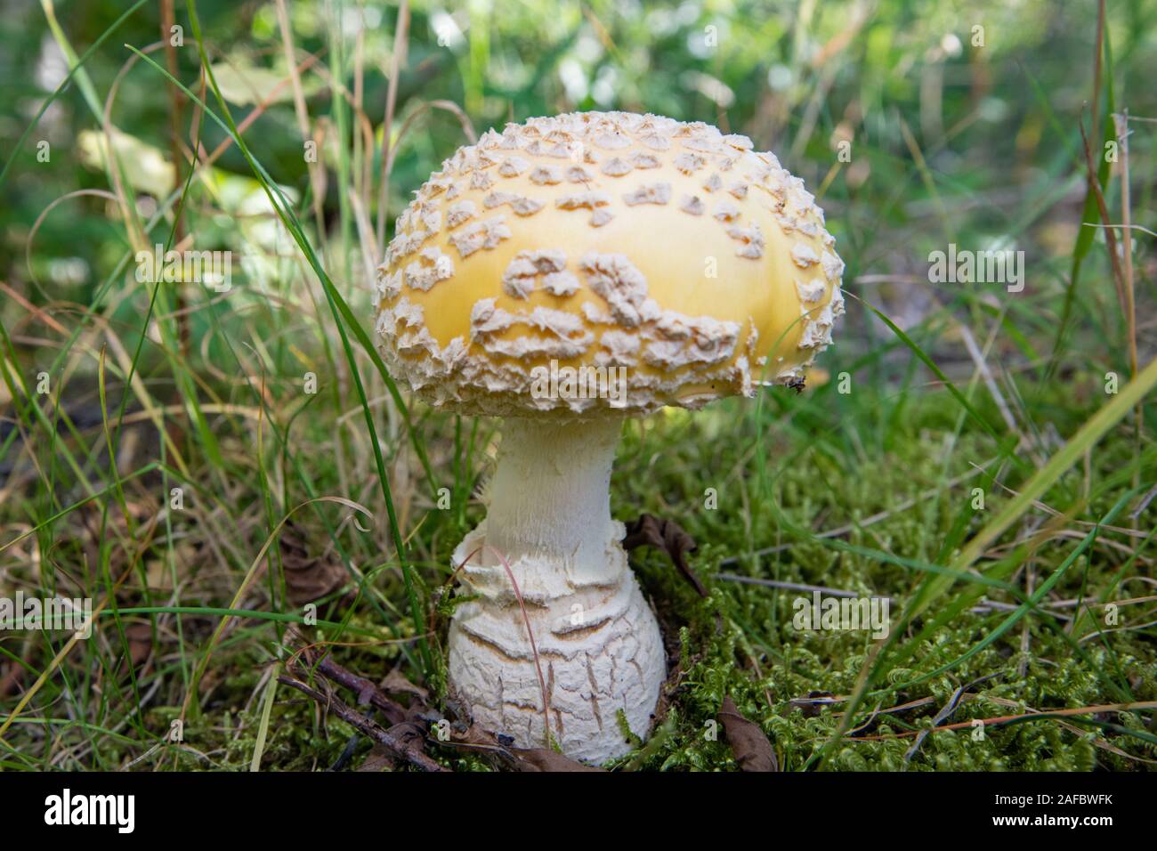 American Yellow Fly Agaric Fungus, Amanita muscaria var. guessowii ...