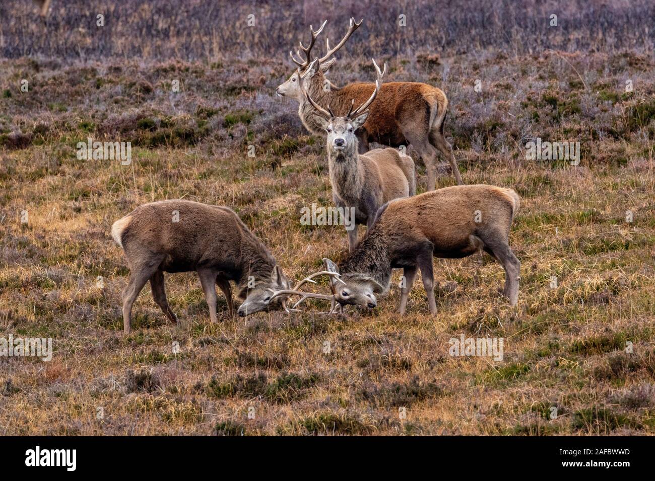 Red deer in their naturral habitat in Scotland Stock Photo - Alamy