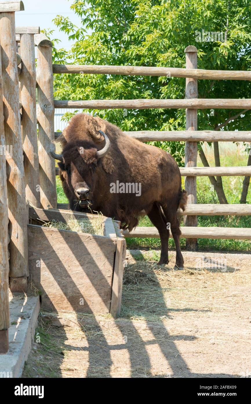 A bull on the farm drinks water. A brown bull in the pen drinks water ...