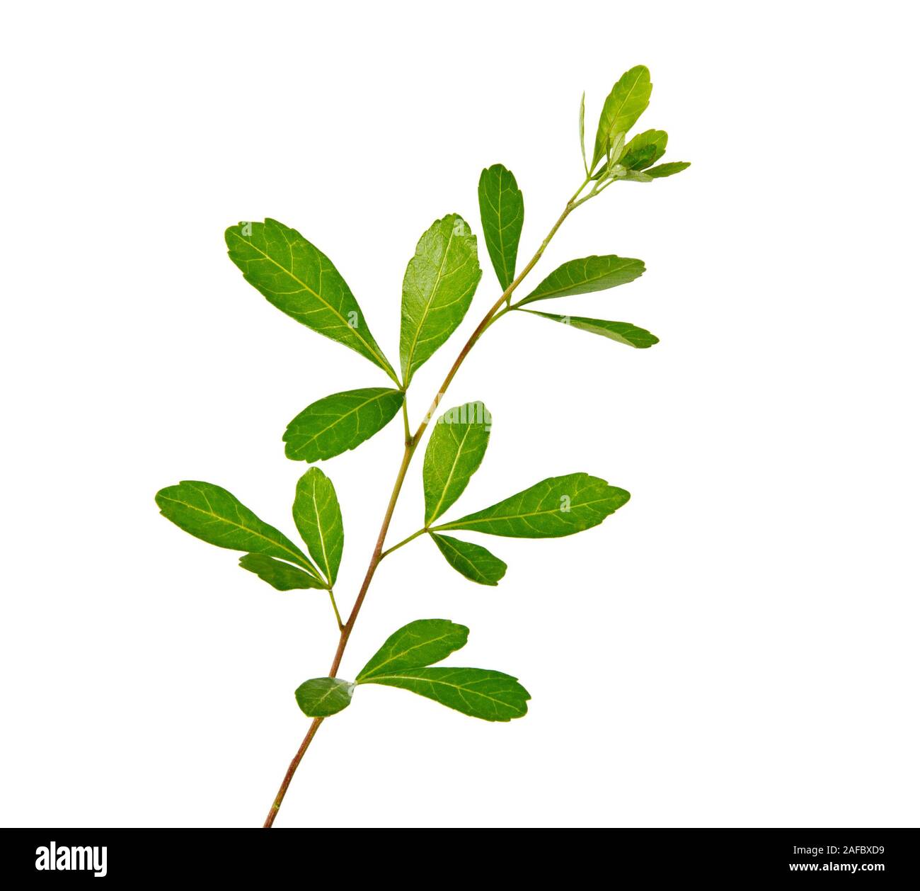 close up of branch Stock Photo - Alamy