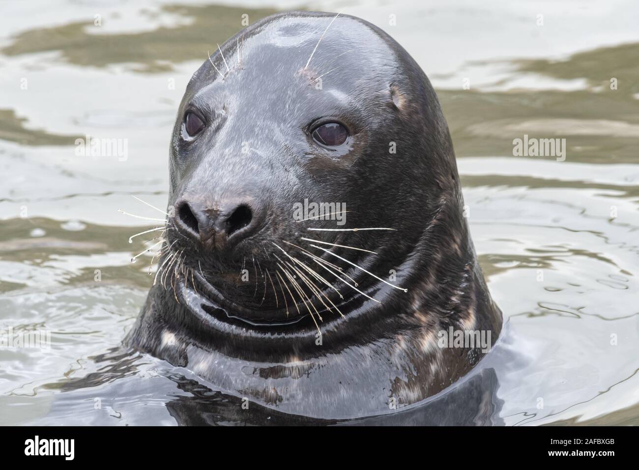 Adult Grey Seal High Resolution Stock Photography and Images - Alamy