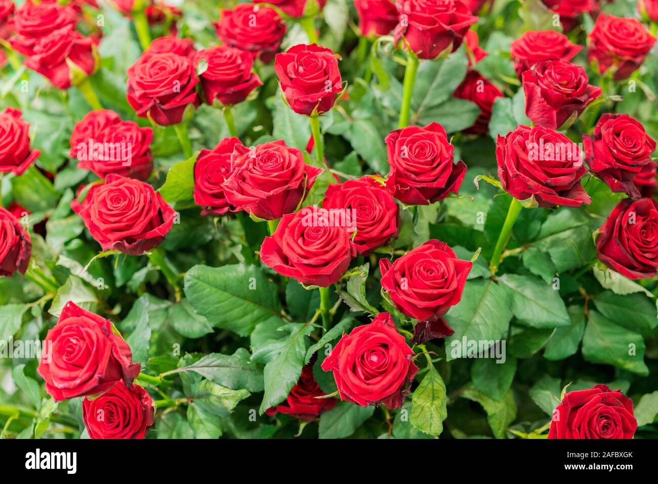 Fresh, natural red roses with green leaves. background Stock Photo - Alamy
