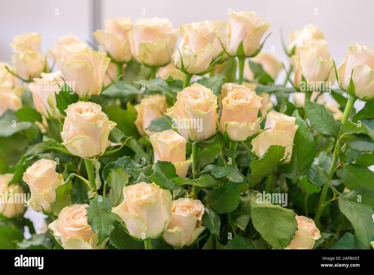 Beige roses background. White roses horizontal seamless pattern. White ...