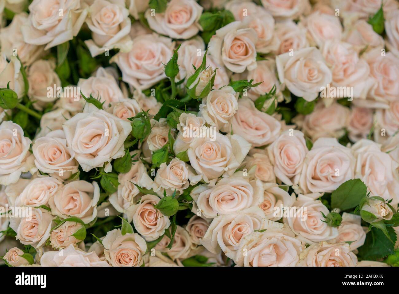 Beige roses background. White roses horizontal seamless pattern. White ...