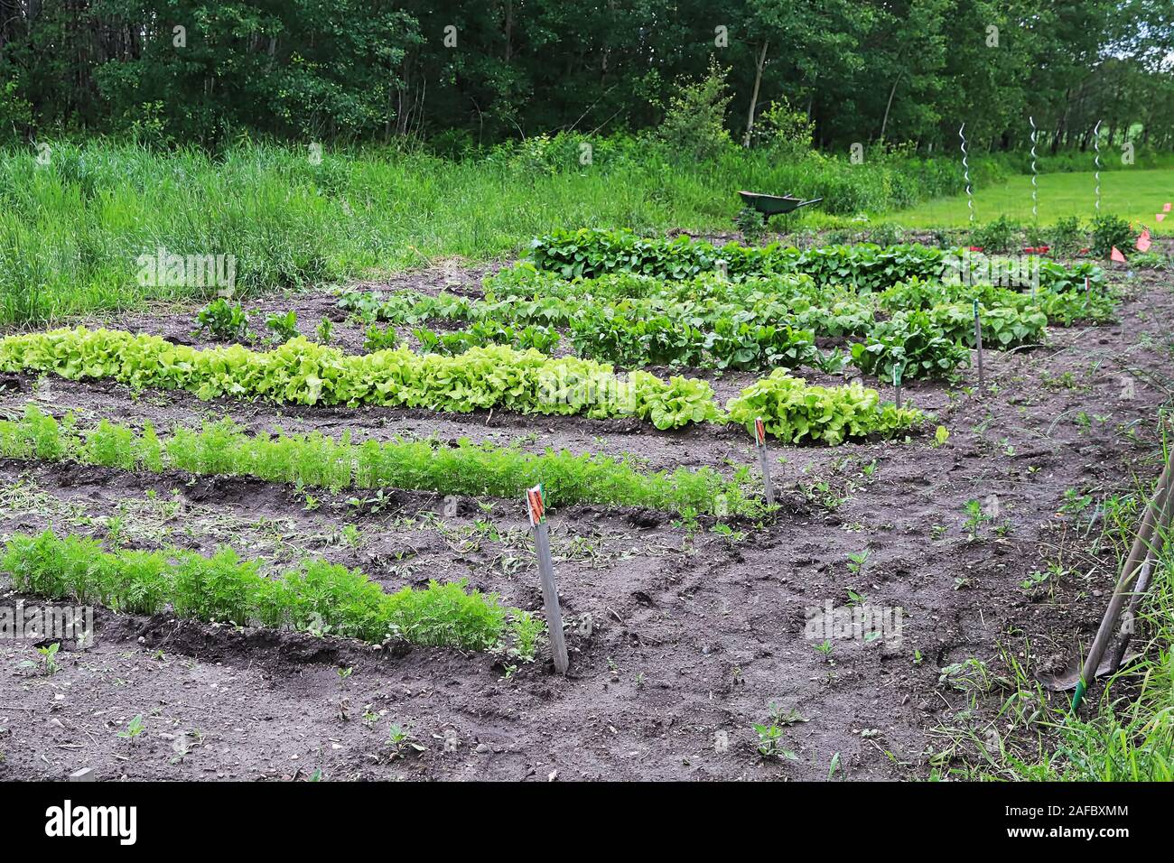 Vegetables rows hi-res stock photography and images - Alamy
