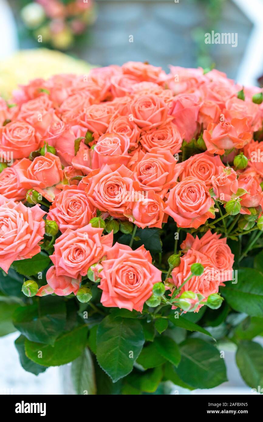 Fresh pink roses. Large, beautiful bouquet of pink roses. vertical ...