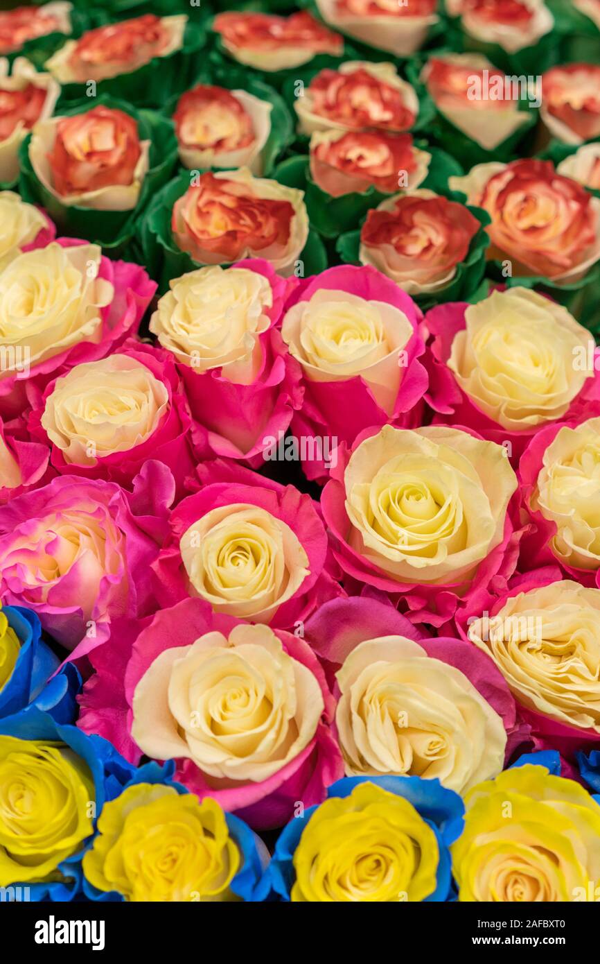 Multi-colored fresh roses. Huge bouquet of roses. vertical photo Stock ...