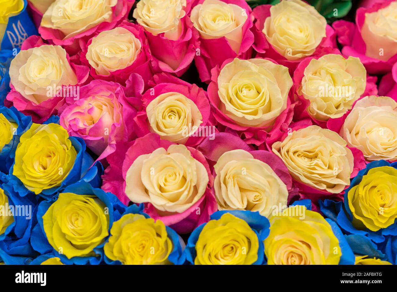 Multi-colored fresh roses. Large, beautiful bouquet of roses of ...