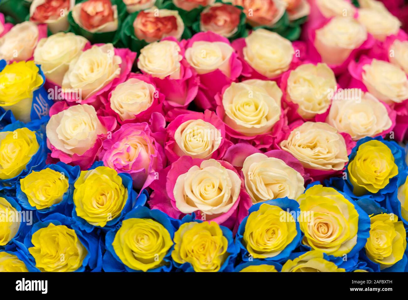 Multi-colored fresh roses. Large, beautiful bouquet of roses of ...