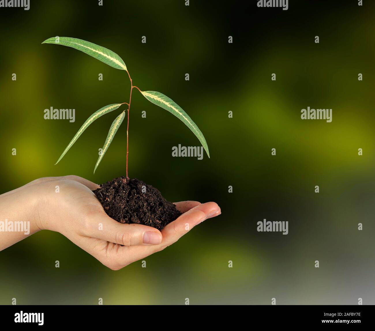 Sapling in hands Stock Photo - Alamy
