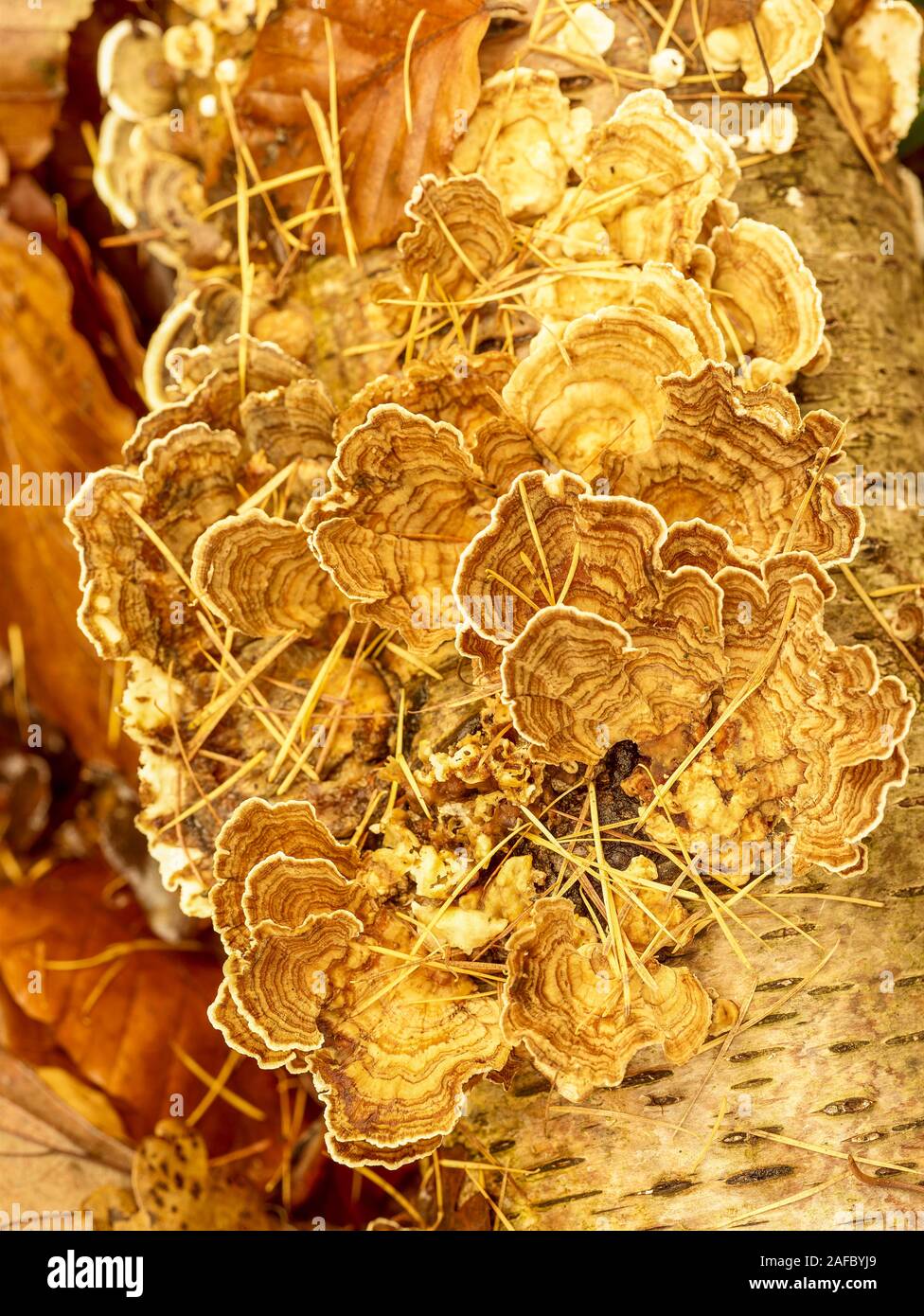 Abstract of bracket fungi in Surrey woods in autumn, England, United ...