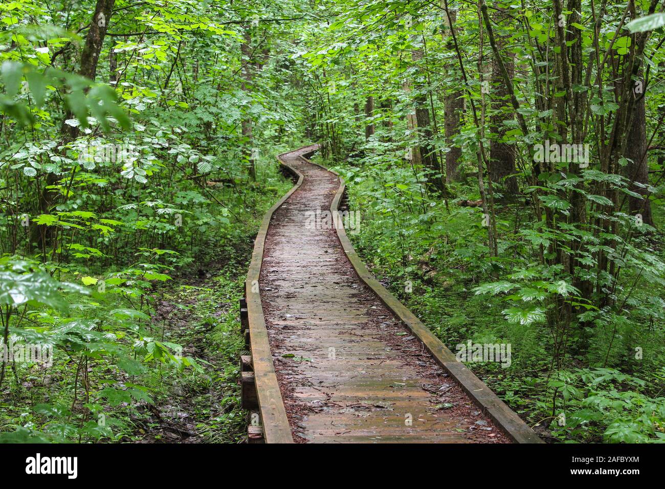 wooden ecological track through green forest Stock Photo - Alamy