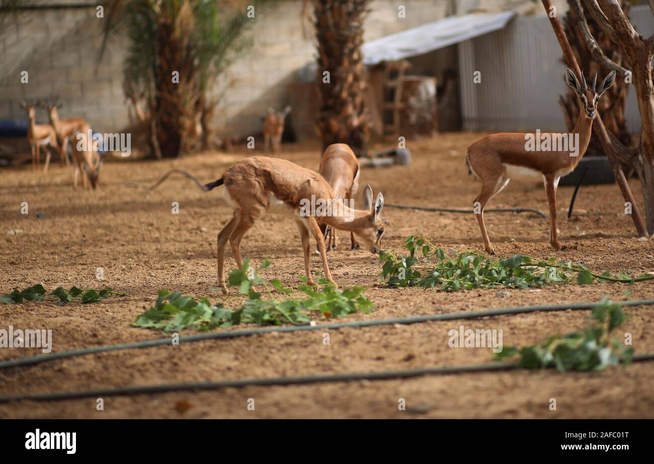 Central Of The Gaza Strip, The Gaza Strip, Palestine. 13th Dec, 2019. A ...