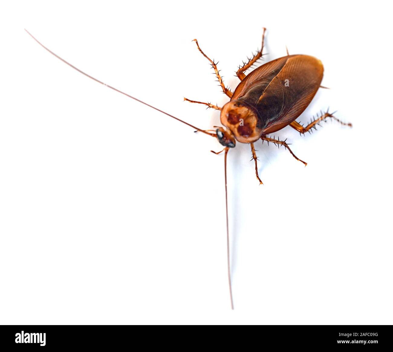 Cockroach isolated on white background Stock Photo - Alamy