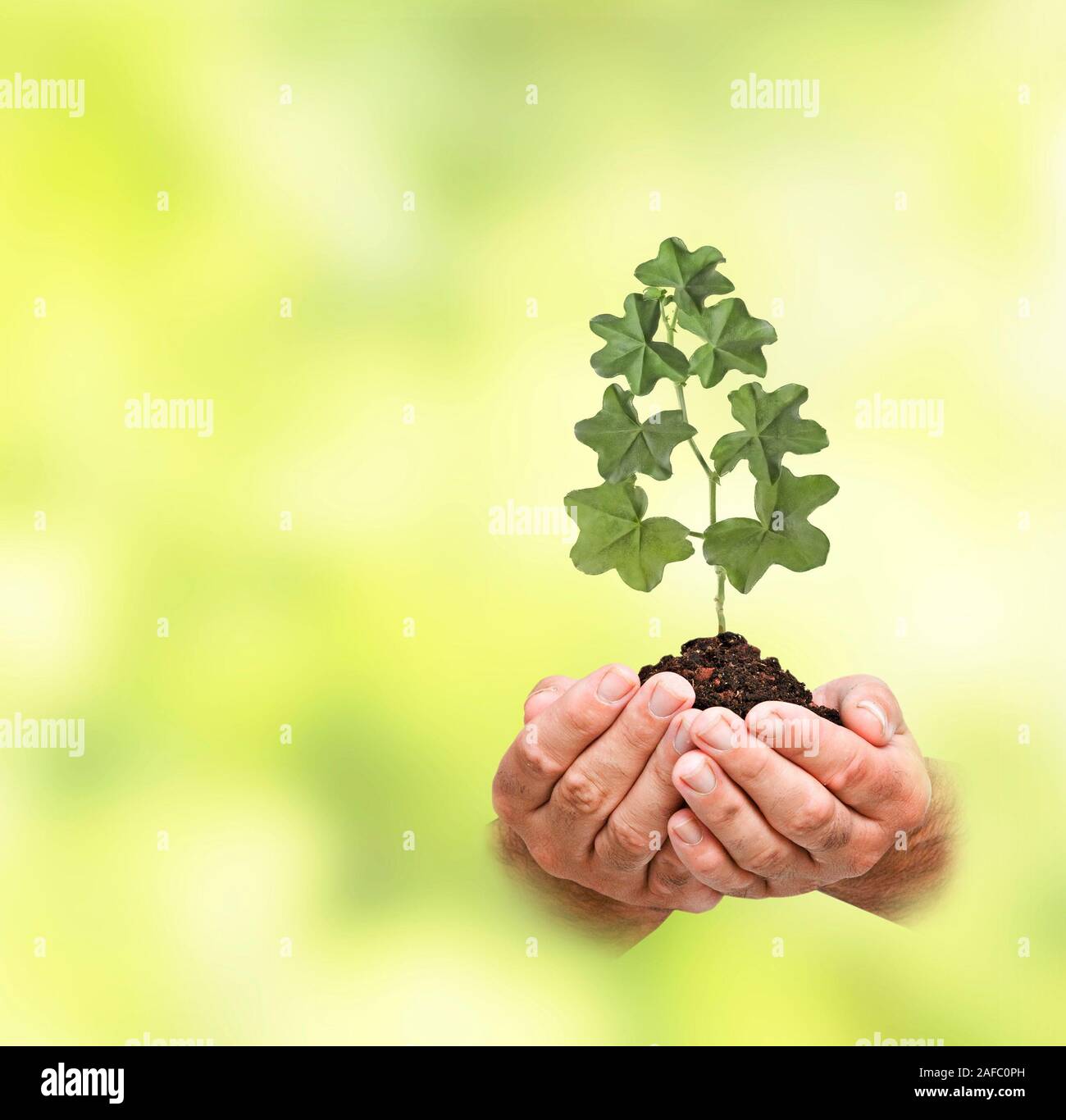 sapling in hand Stock Photo - Alamy