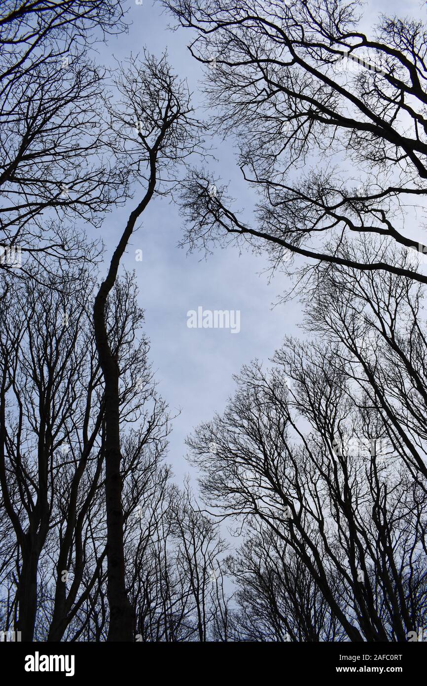 A worms eye view of an Irish woodlands tree canopy Stock Photo - Alamy