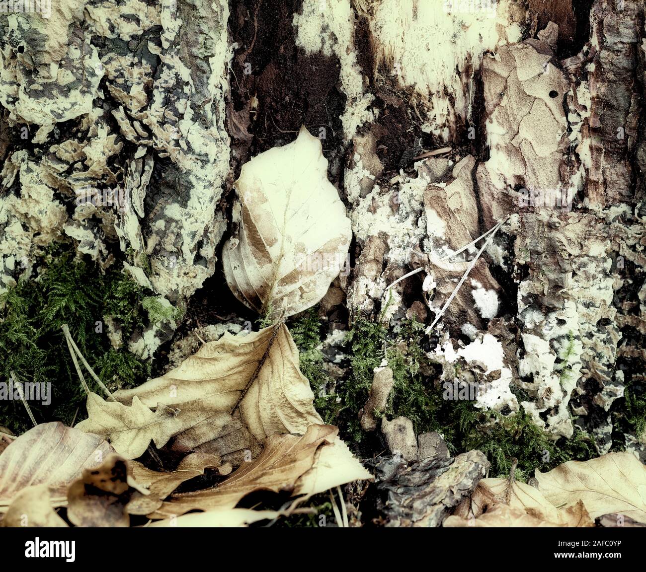 Abstract nature of decaying tree stump and autumn leaves in surrey ...