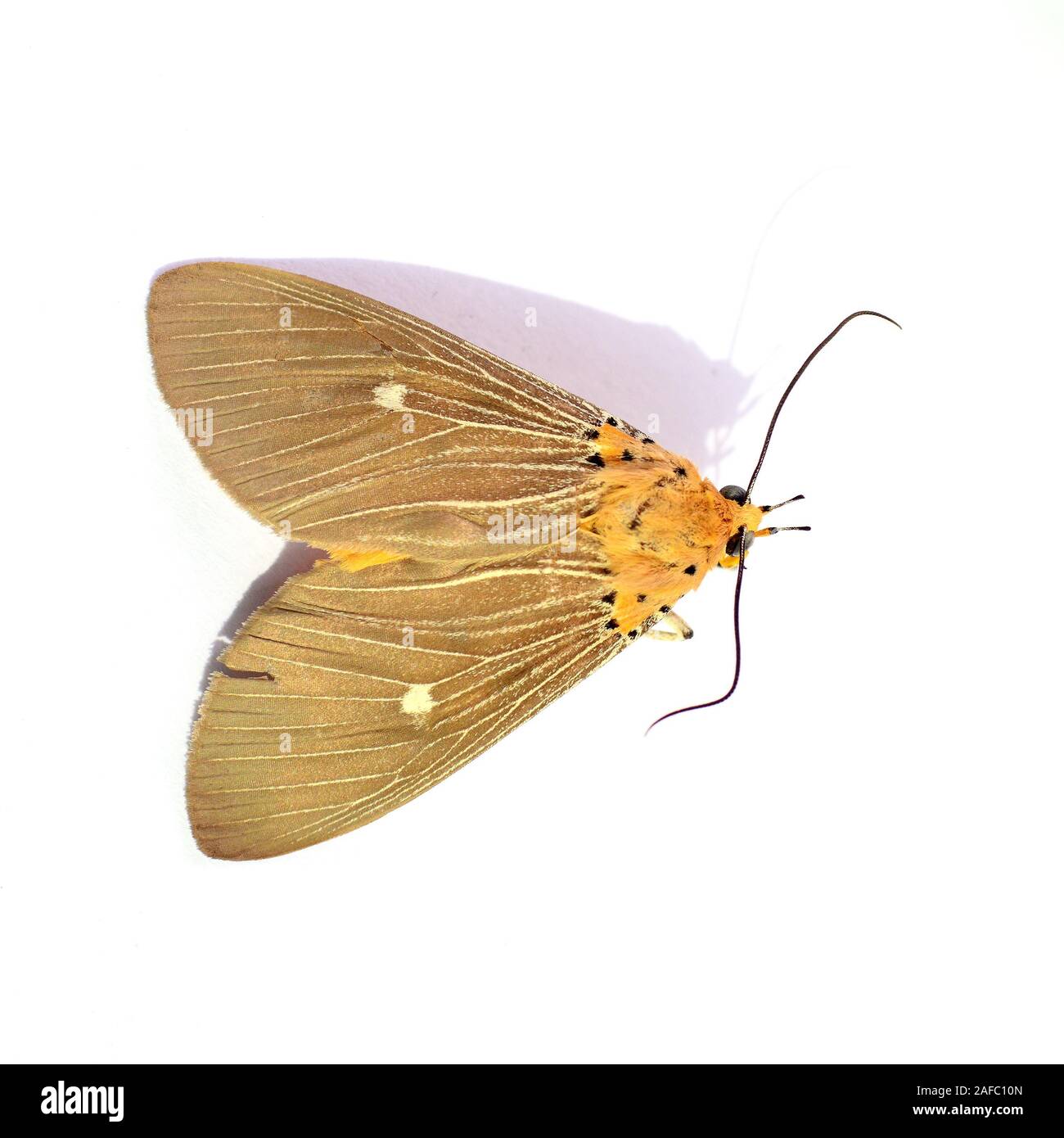 Dead head moth Cut Out Stock Images & Pictures - Alamy