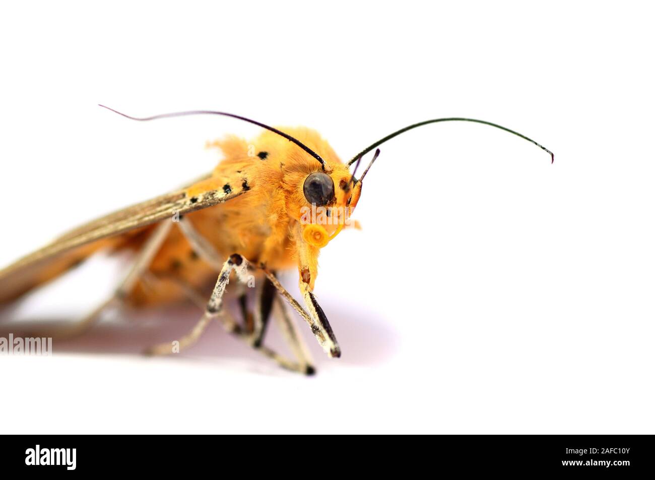 A Dead moth on White Background Stock Photo - Alamy