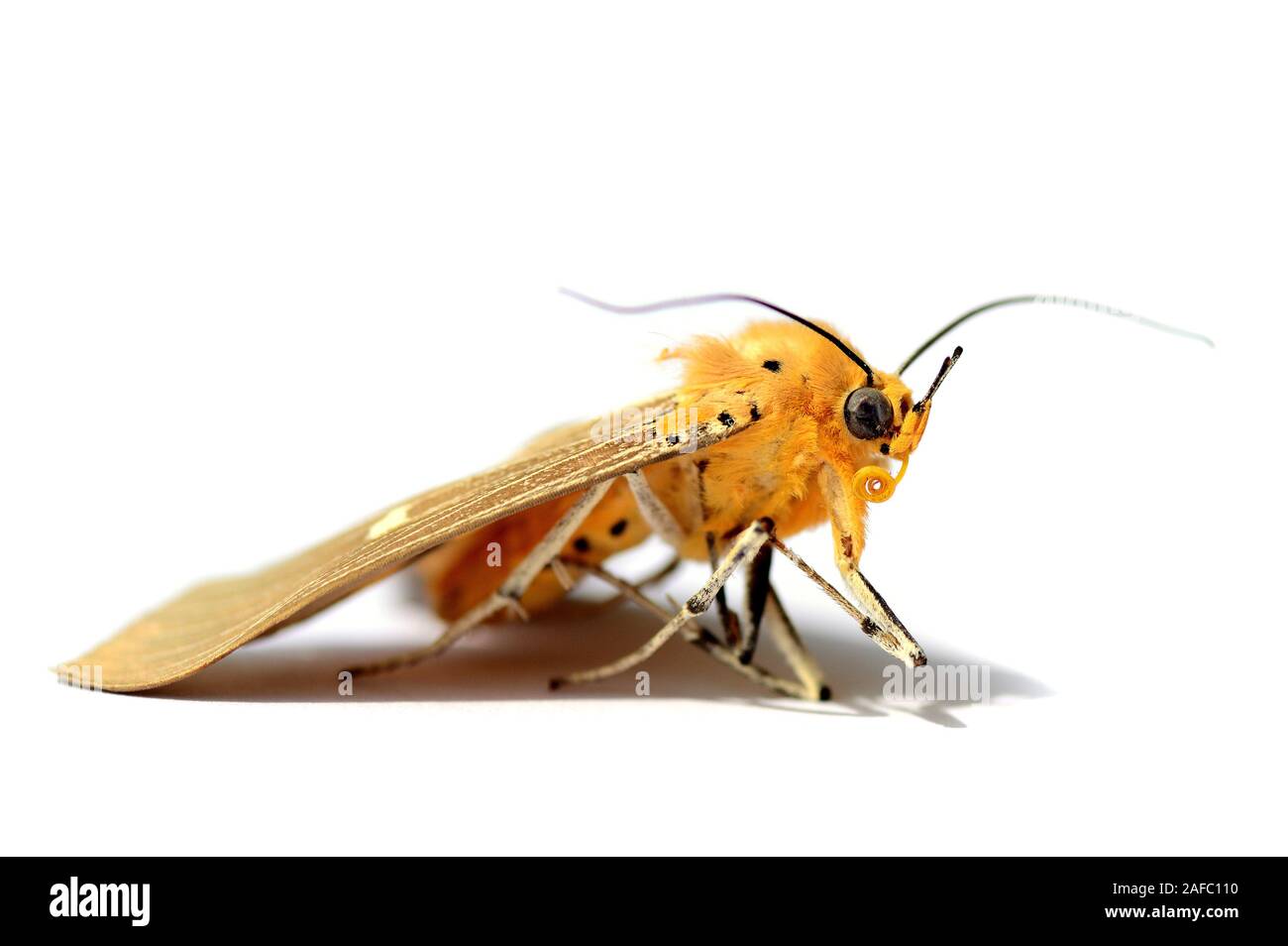 Moth dead head Cut Out Stock Images & Pictures - Alamy