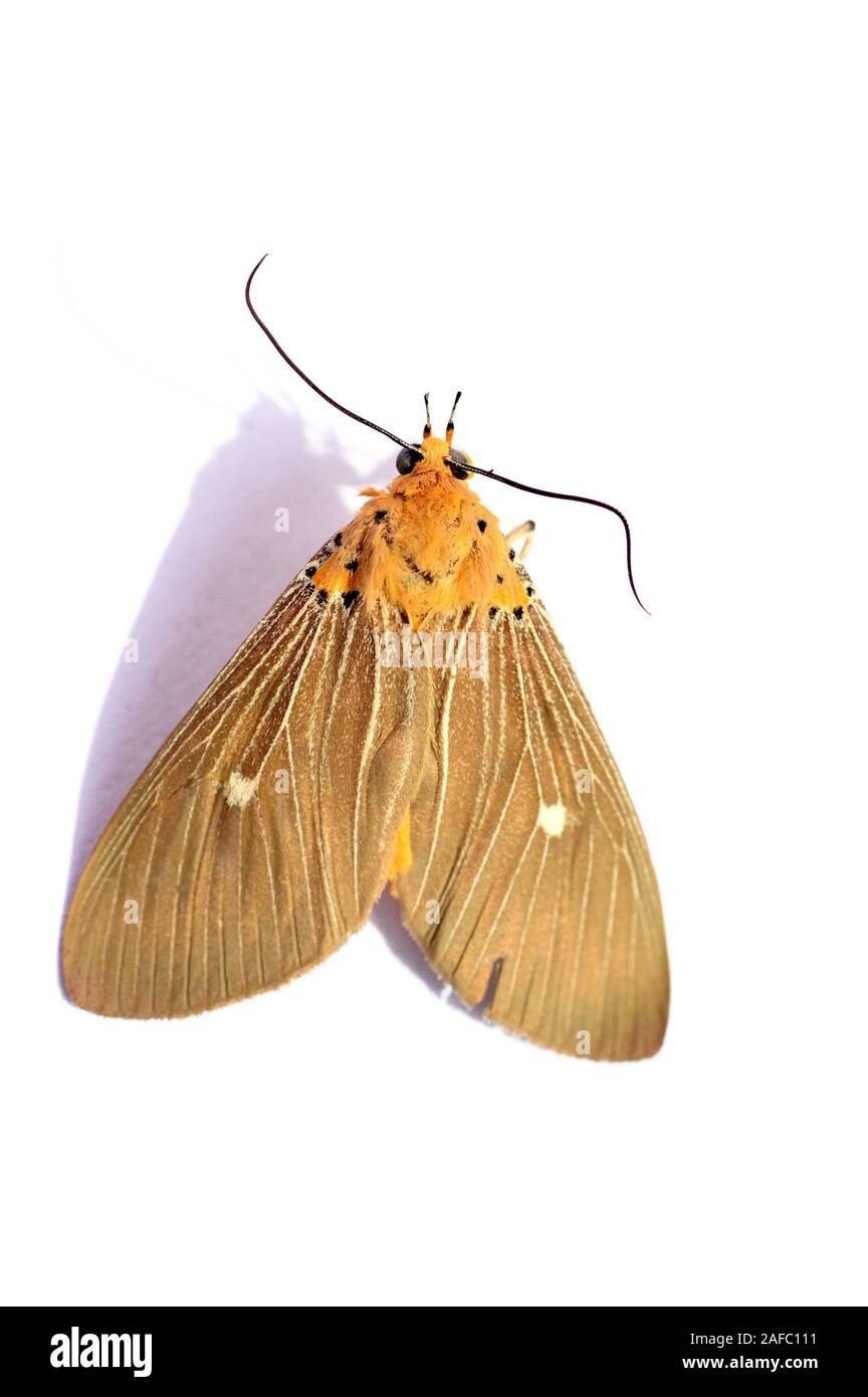 A Dead moth on White Background Stock Photo - Alamy