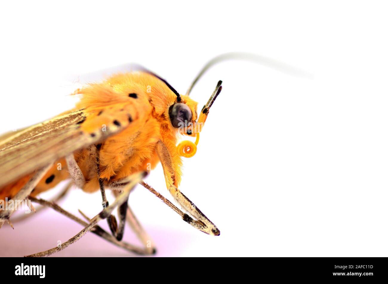 A Dead moth on White Background Stock Photo - Alamy