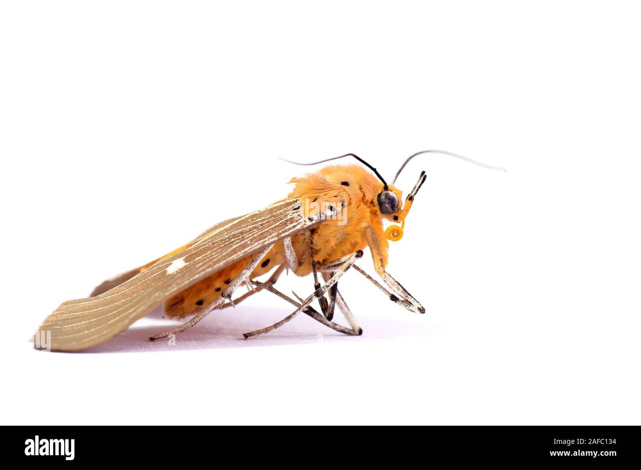 Dead head moth Cut Out Stock Images & Pictures - Alamy