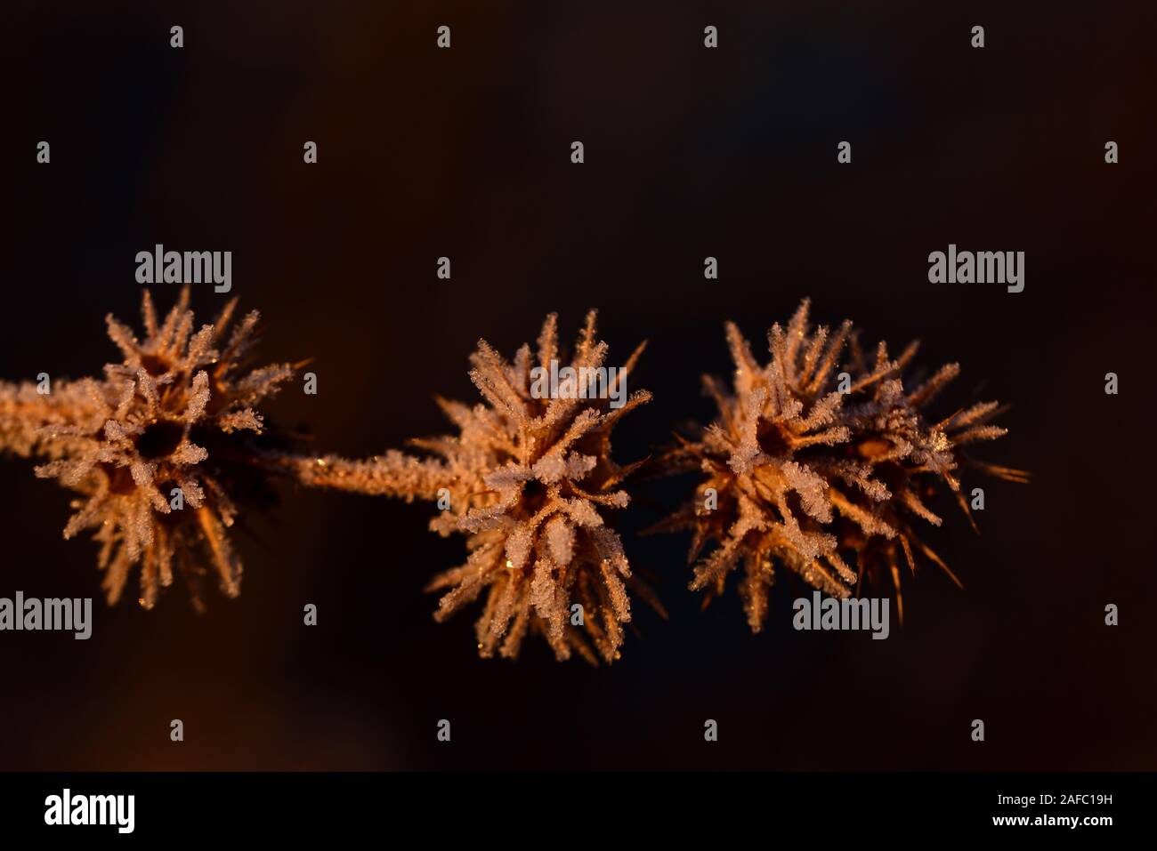 Closeup detail and close-up of golden seed pods in winter light with ...