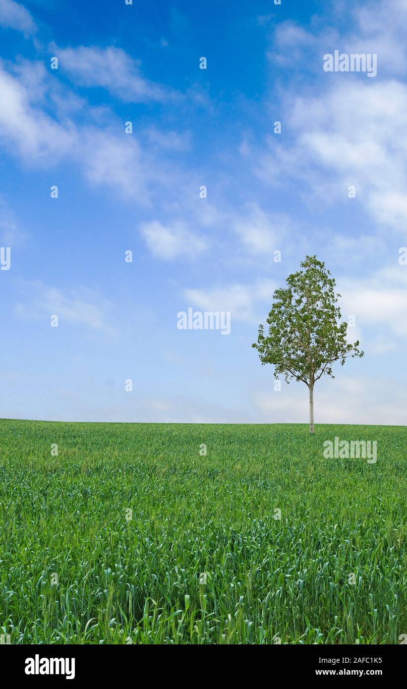 Tree at field Stock Photo - Alamy