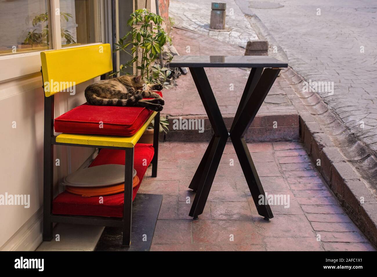 One of the many street cats in the Cihangir district of Beyoglu ...