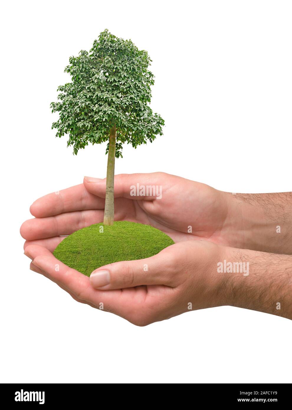 tree in hands Stock Photo - Alamy