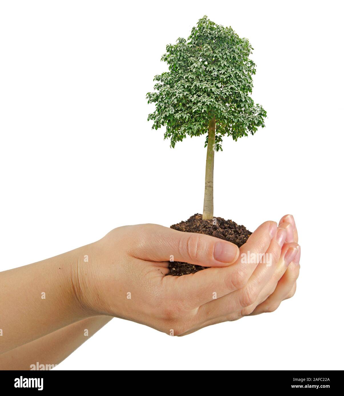 tree in hands Stock Photo - Alamy