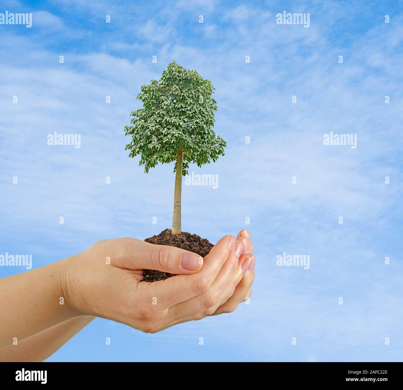 tree in hands Stock Photo - Alamy