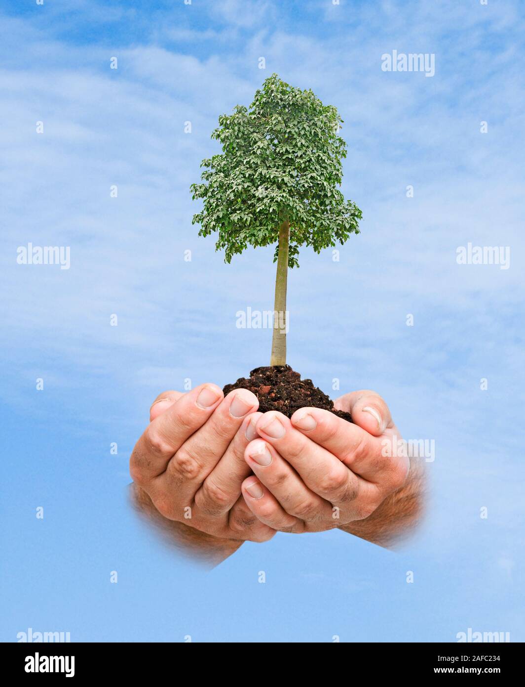 tree in hands Stock Photo - Alamy