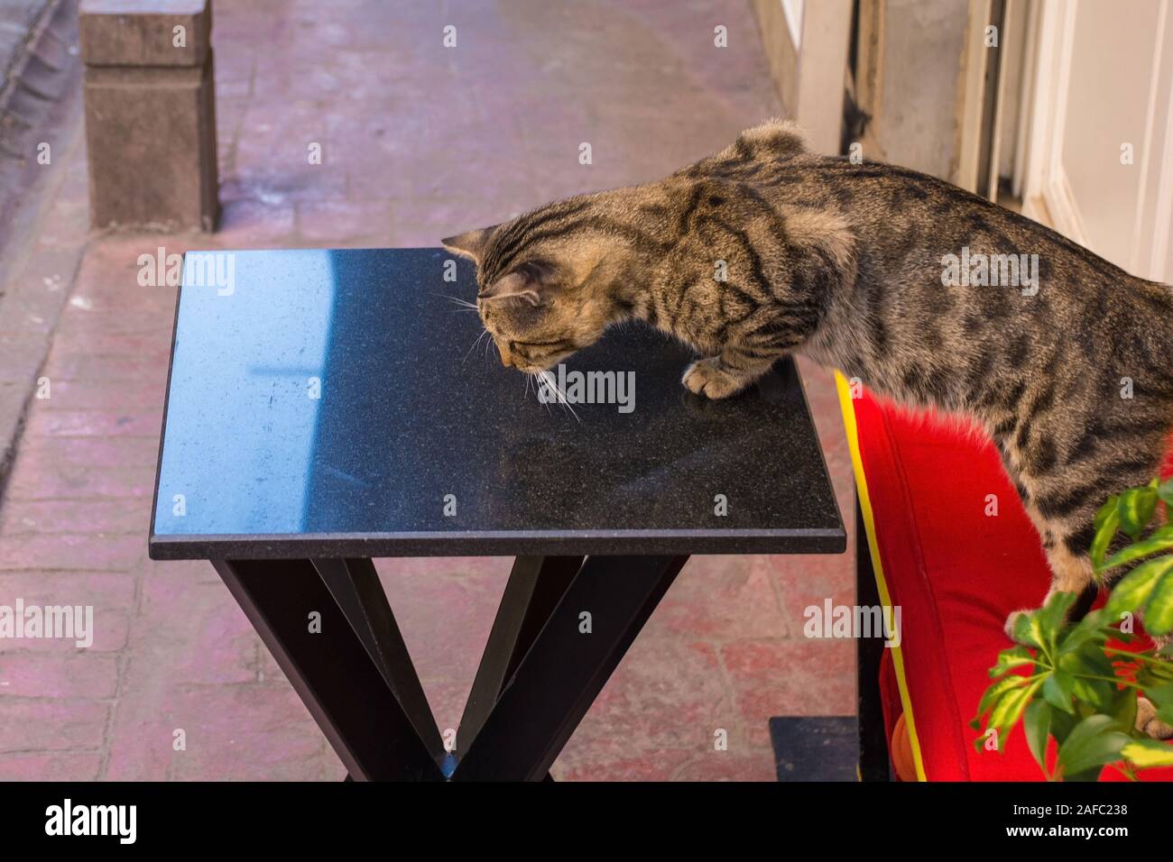 One of the many street cats in the Cihangir district of Beyoglu ...
