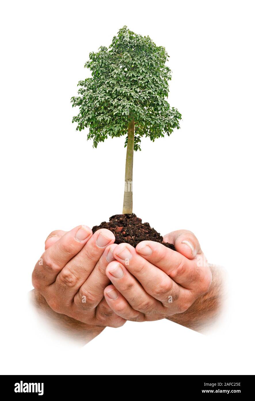 tree in hands Stock Photo - Alamy