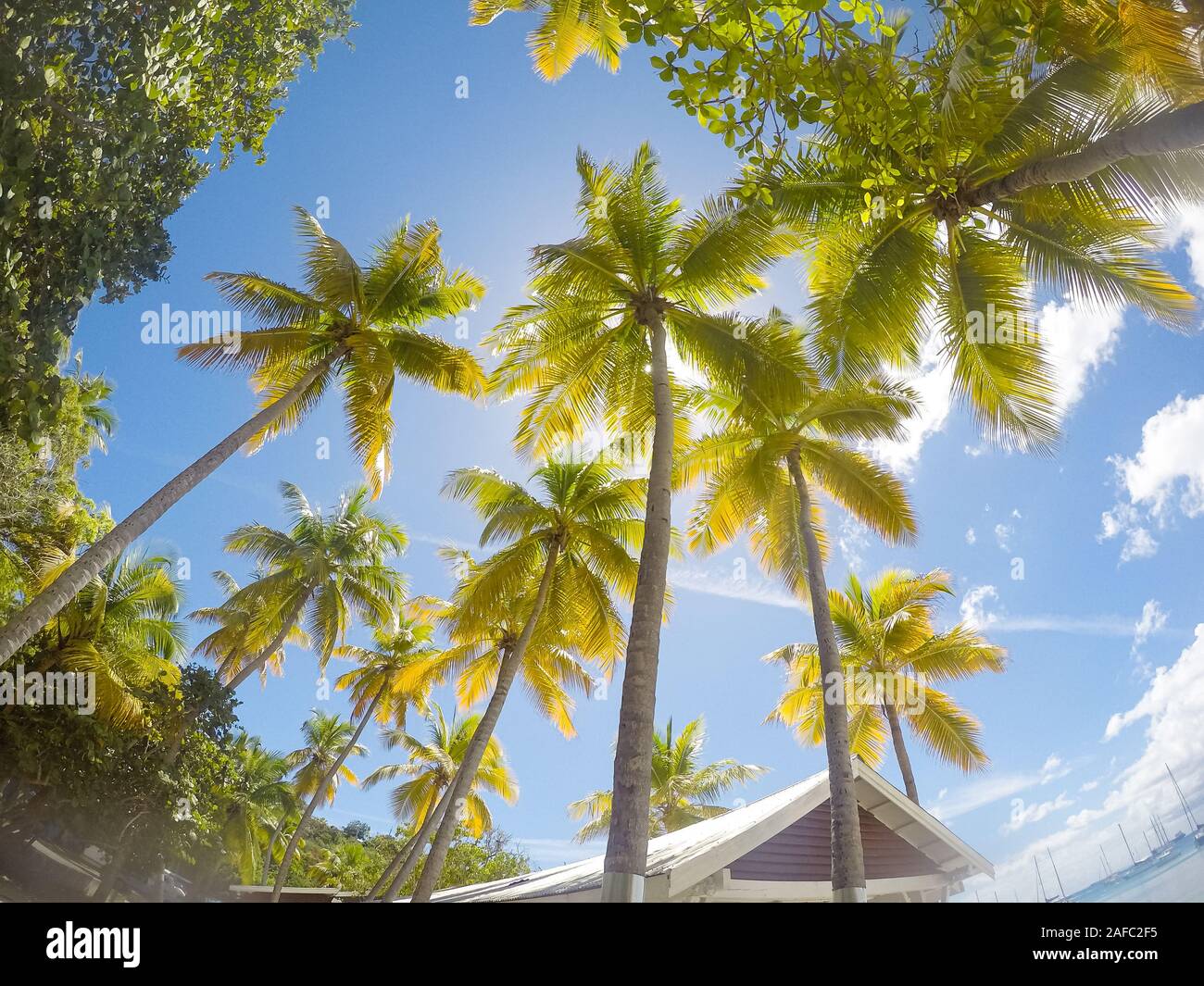 Palm trees agains blue sky and sun at Honeymoon Beach on St John - US ...