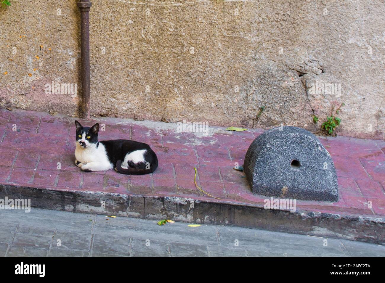 One of the many street cats in the Cihangir district of Beyoglu ...
