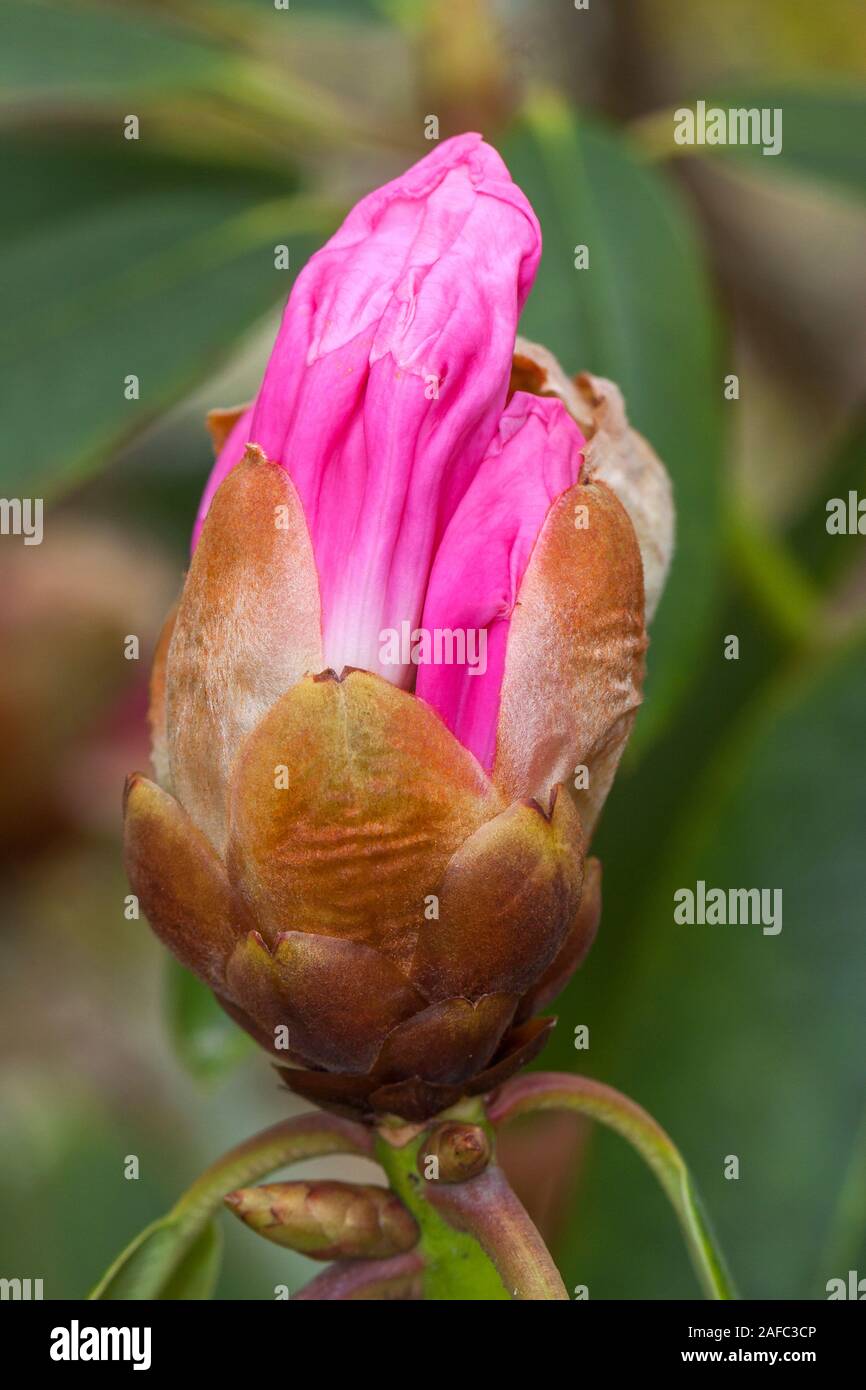 Close up view of rhododendron bud ready to bloom in spring, Vancouver ...