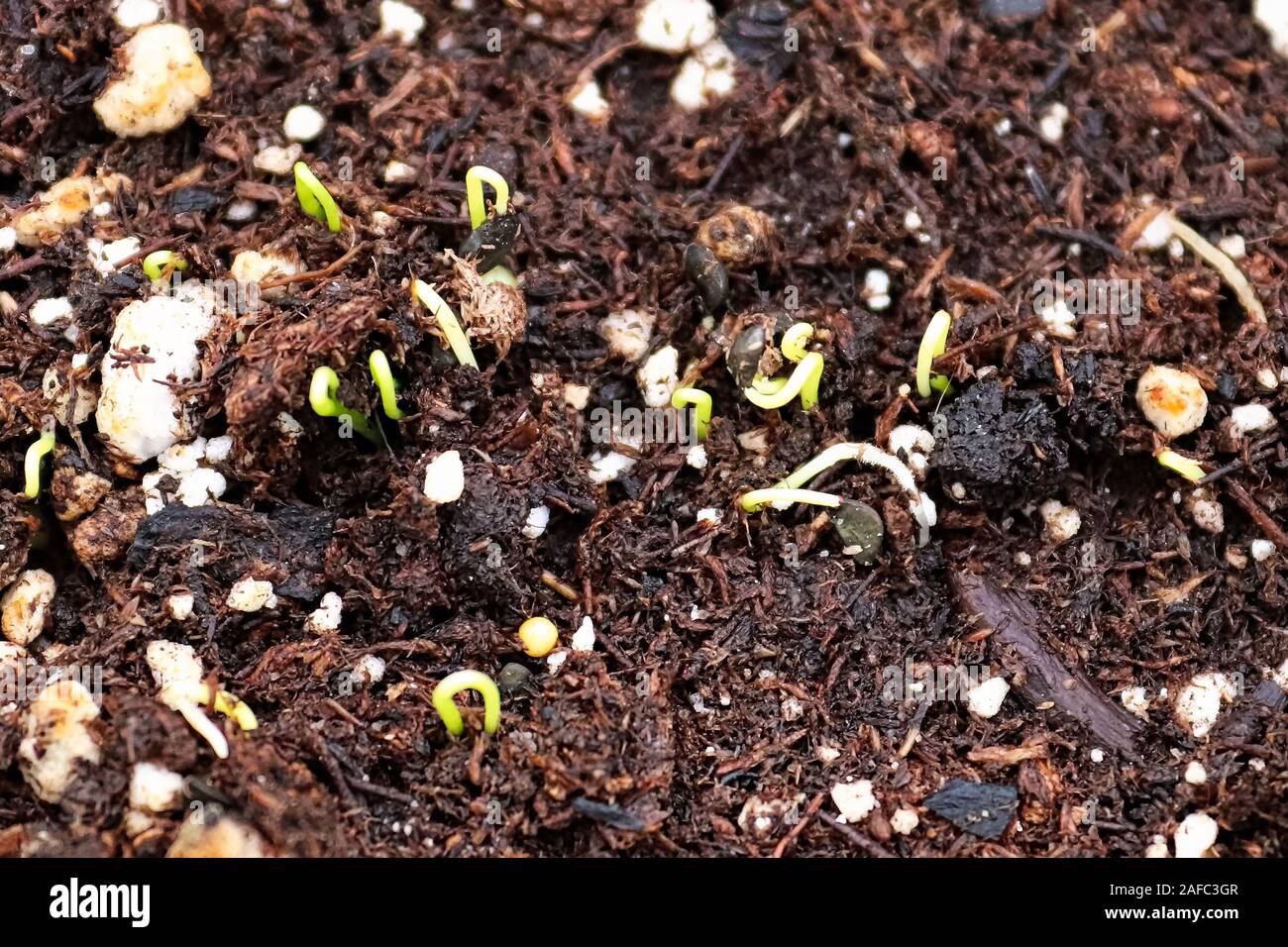 Young onion seedlings sprouting hi-res stock photography and images - Alamy