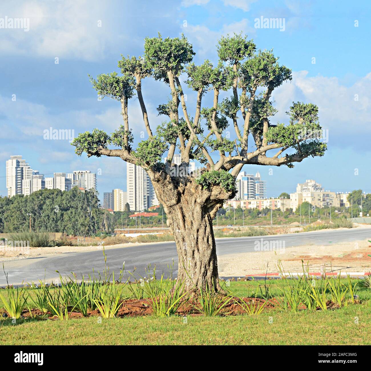 Israeli park hi-res stock photography and images - Alamy