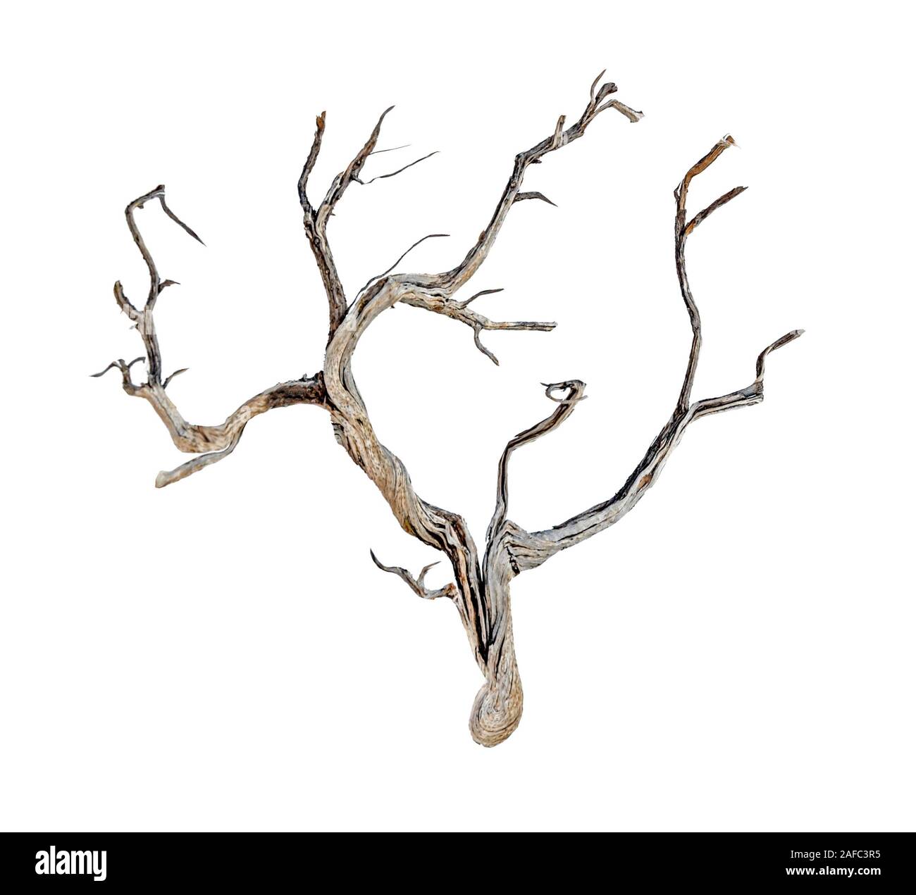 Dry branch isolated on white background Stock Photo - Alamy