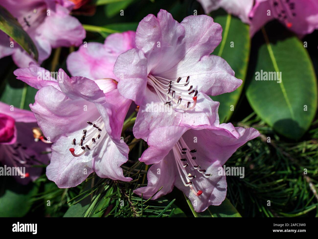 Vancouver british columbia canada rhododendron hi-res stock photography ...