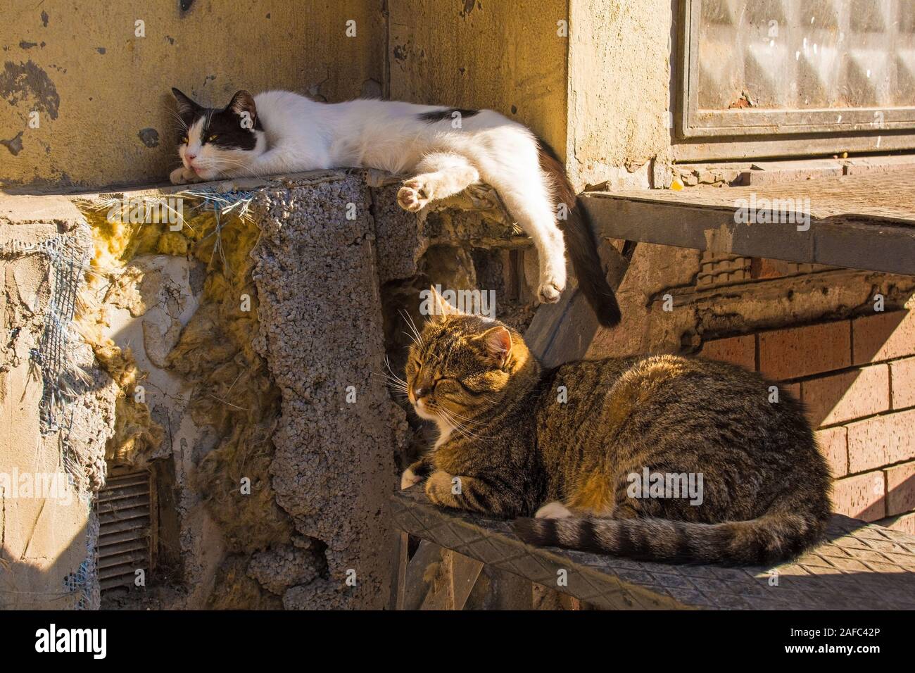 Two of the many street cats in the Cihangir district of Beyoglu ...