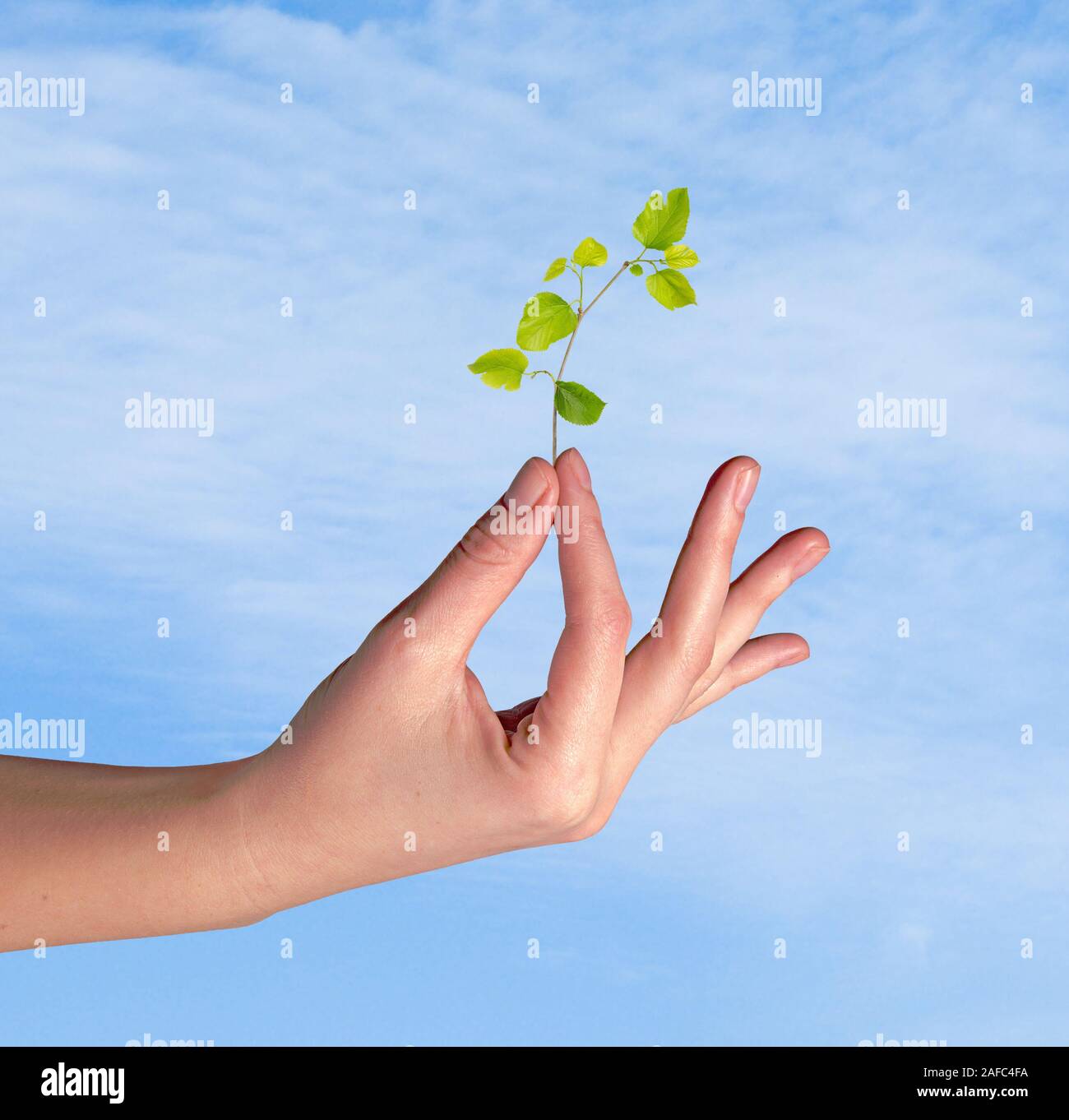 Tree in hand Stock Photo - Alamy