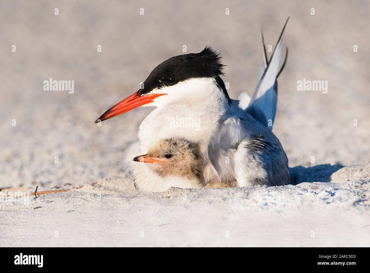 Common tern parent with chick on nesting grounds Stock Photo - Alamy