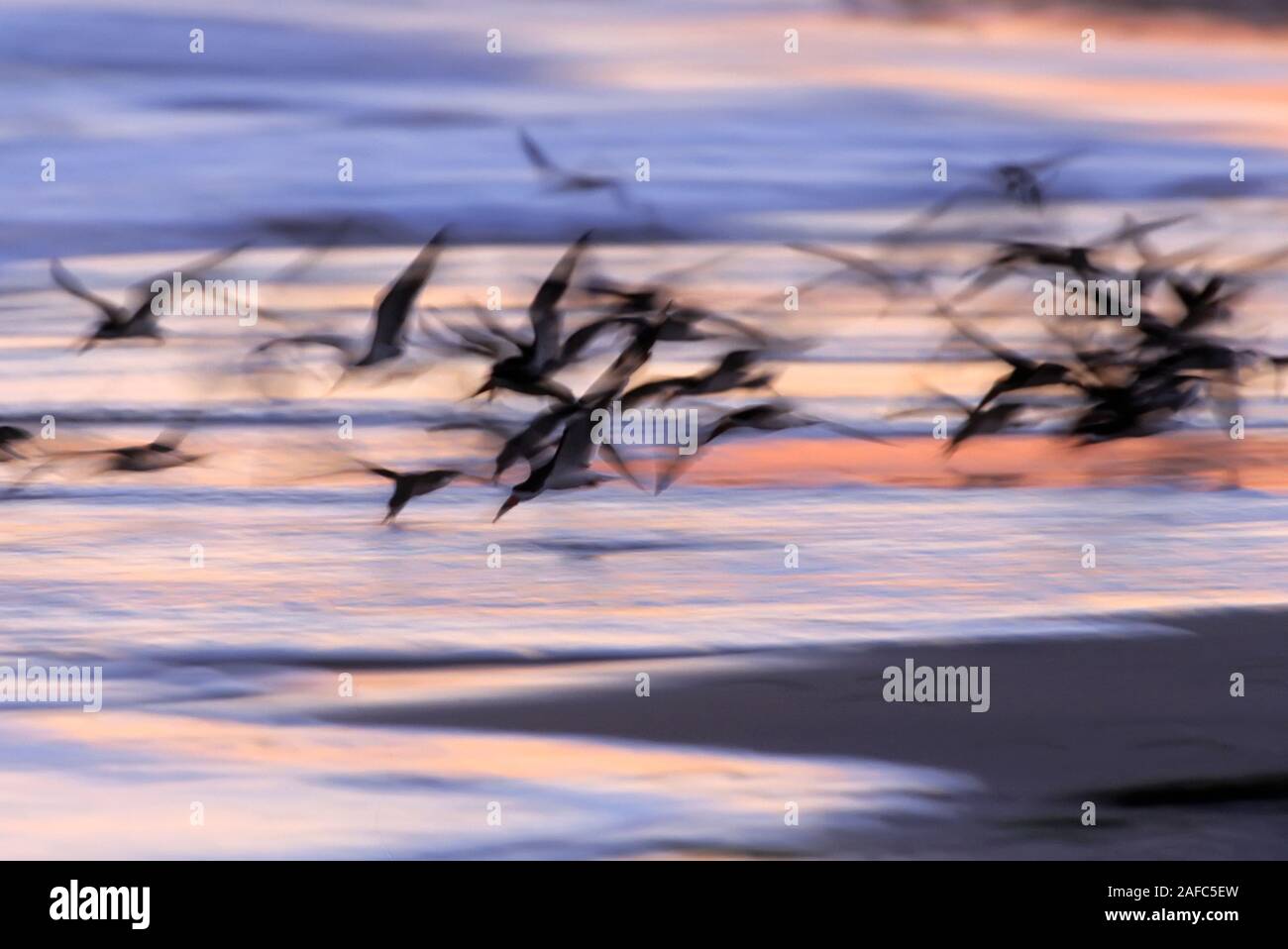 Abstract flock of black skimmers at sunset Stock Photo - Alamy