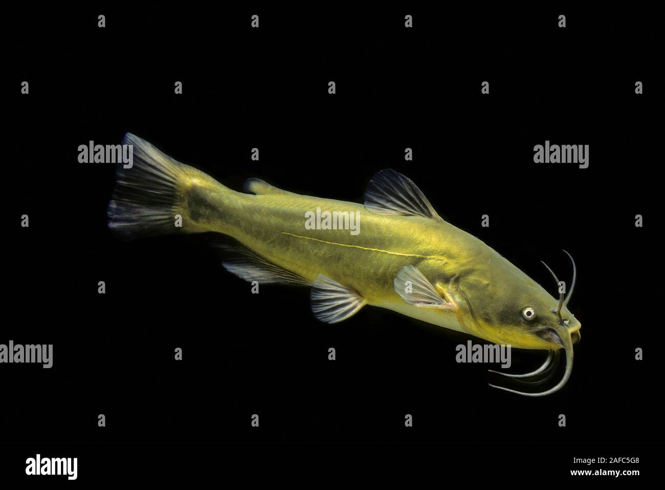 Black bullhead hi-res stock photography and images - Alamy