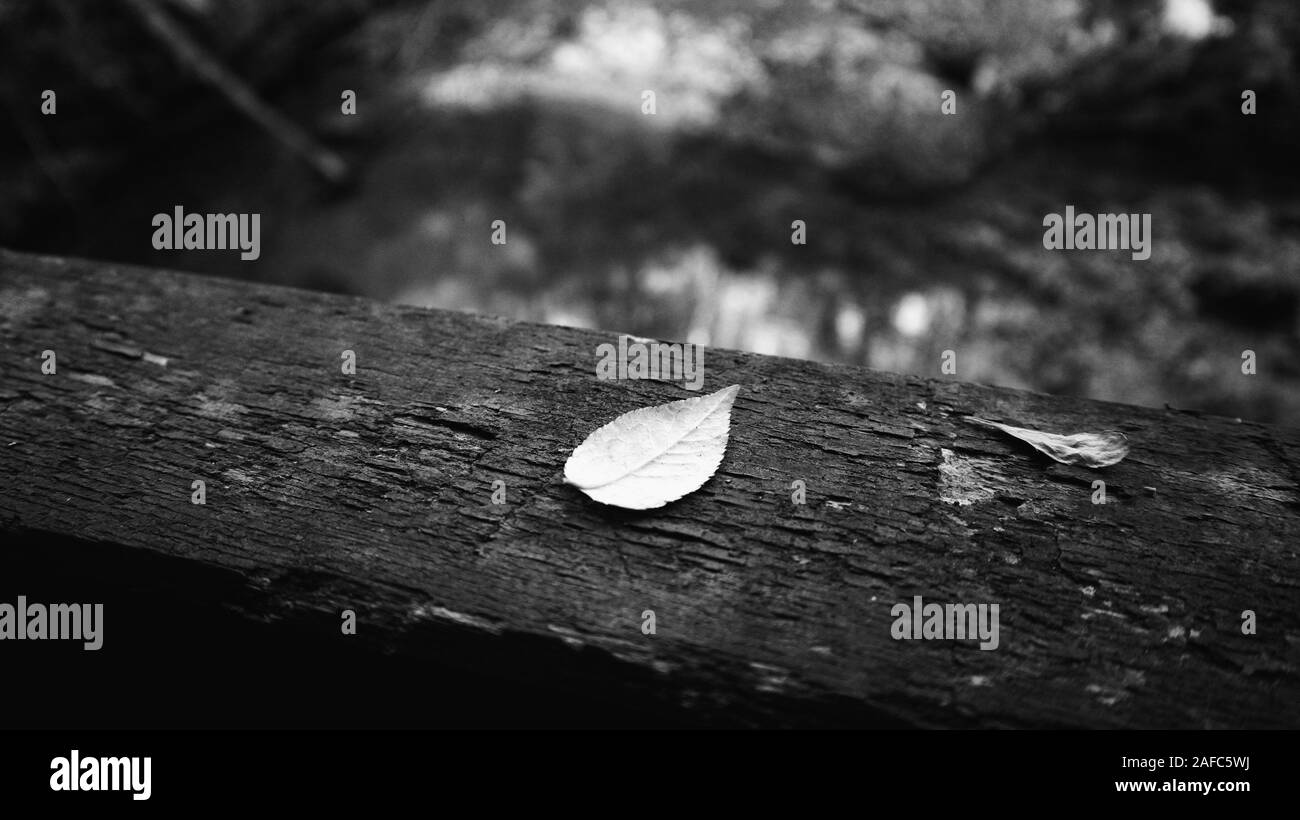 Fallen log tree forest Black and White Stock Photos & Images - Alamy